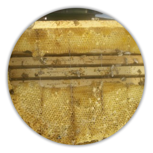 API Laboratory – CREA Apidologia
